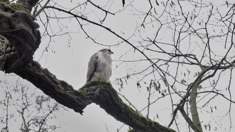A Red-tailed Hawk Sits on a Tree Branch Stock Video - Video of shot ...