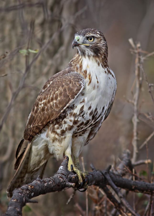 Red-tailed Hawk stock image. Image of wings, nature, prey - 36895861