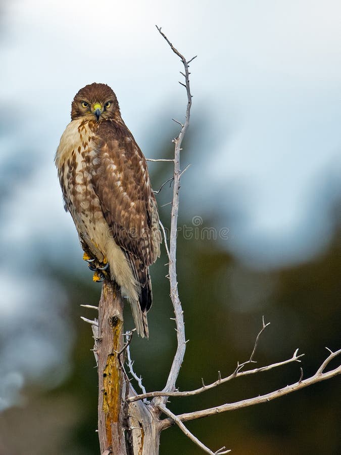 4,659 Hawk Sitting Branch Stock Photos - Free & Royalty-Free Stock ...