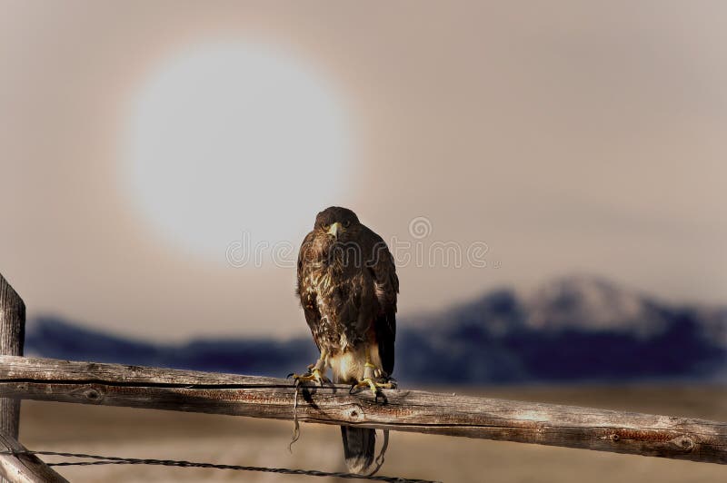 Red Tailed Hawk on Fence Post Stock Photo - Image of feathers, food ...