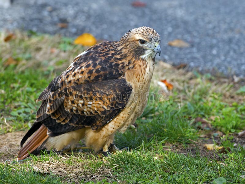 Red-Tailed Hawk stock image. Image of hawk, sitting, branch - 62474323
