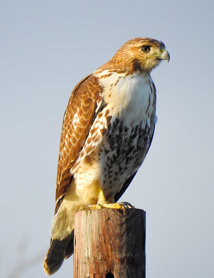 Red Tailed Hawk Sitting Stump Stock Photos - Free & Royalty-Free Stock ...