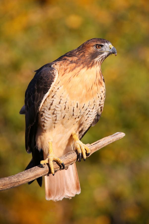 Red-tailed Hawk Sitting on a Stick Stock Image - Image of profile ...