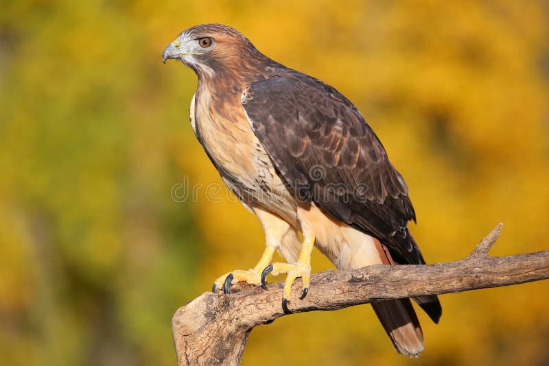 Close Up of a Red Tailed Hawk. Stock Photo - Image of redtailed ...