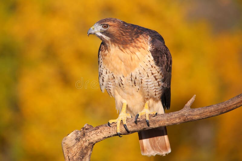 1,332 Red Hawk Sitting Stock Photos - Free & Royalty-Free Stock Photos ...