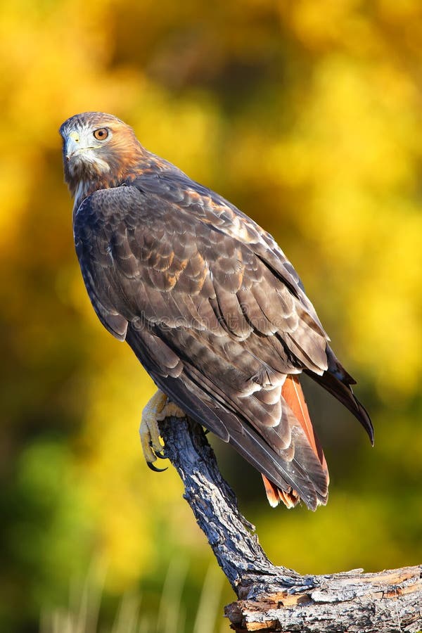Red-tailed Hawk Sitting on a Stick Stock Image - Image of sitting ...