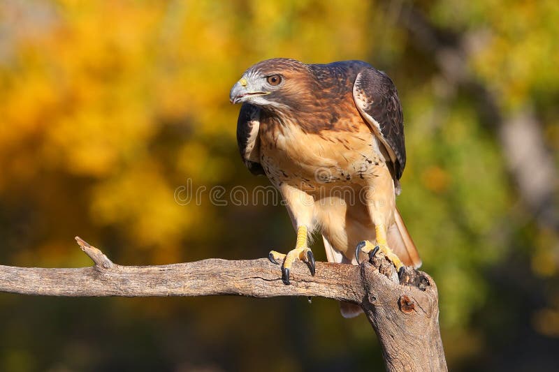 Red-tailed Hawk Sitting on a Stick Stock Image - Image of north ...