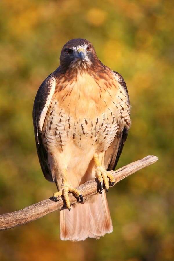 Red-tailed Hawk Sitting on a Stick Stock Image - Image of field, animal ...