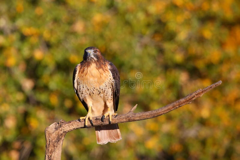 Red-tailed Hawk Sitting on a Stick Stock Photo - Image of feather ...