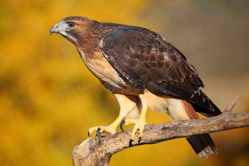 Red-tailed Hawk Sitting on a Stick Stock Photo - Image of feather ...