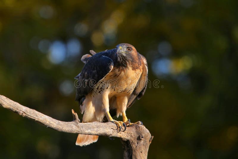 Red-tailed Hawk Sitting on a Stick Stock Photo - Image of closeup ...