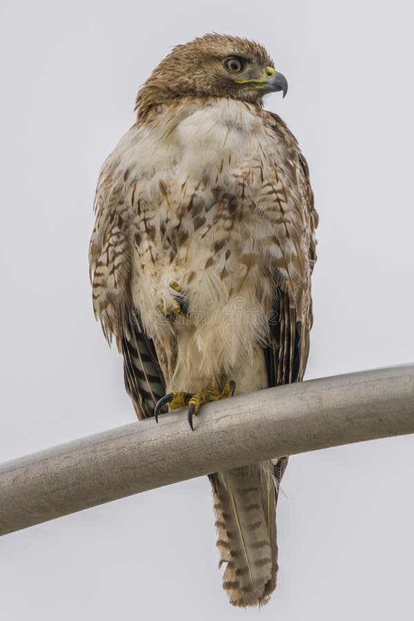 Red-Tailed Hawk Sitting on a Street Light Looking To the Left Stock ...