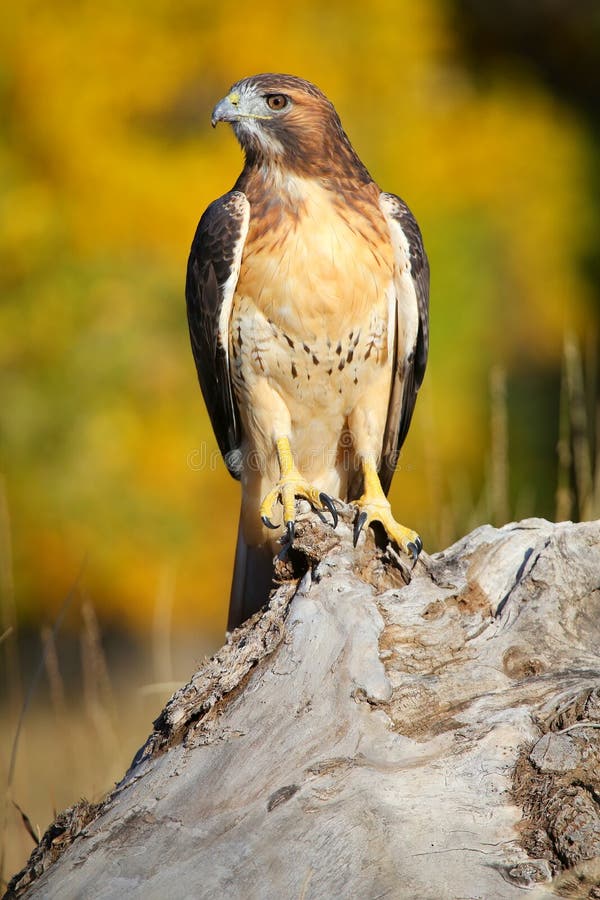 Red-tailed Hawk Sitting on a Stump Stock Image - Image of feather, beak ...