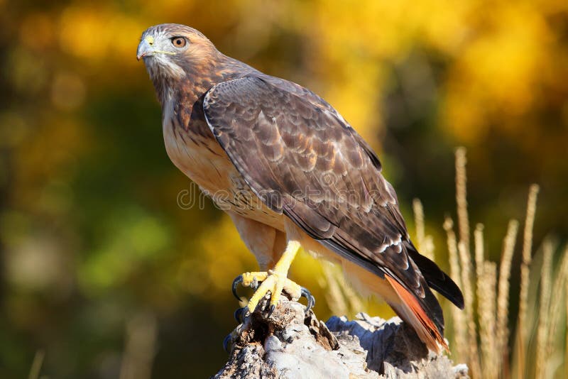 Close Up of a Red Tailed Hawk. Stock Photo - Image of redtailed ...