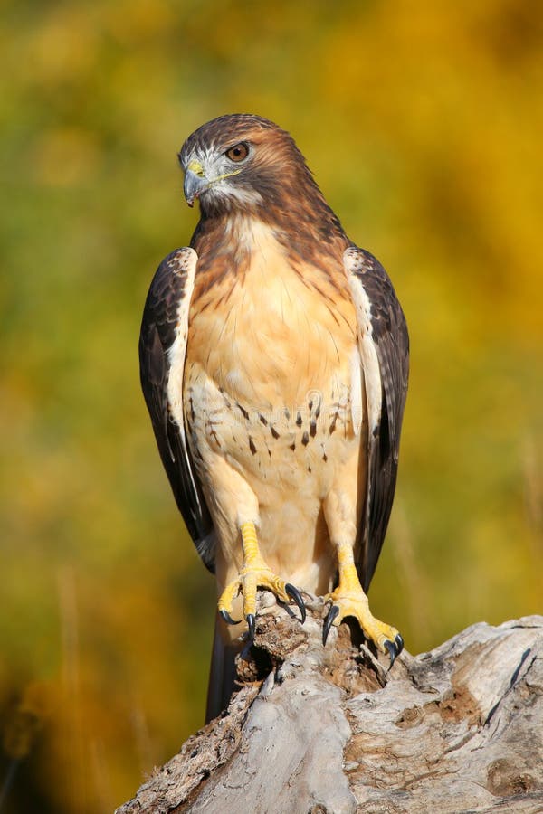 Red-tailed Hawk Sitting on a Stump Stock Image - Image of close, animal ...