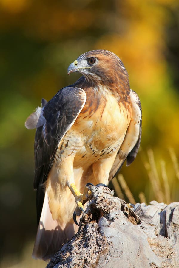 Red-tailed Hawk Sitting on a Stick Stock Photo - Image of feather ...
