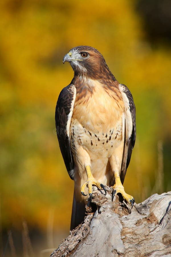 Red-tailed Hawk Sitting on a Stump Stock Image - Image of jamaicensis ...