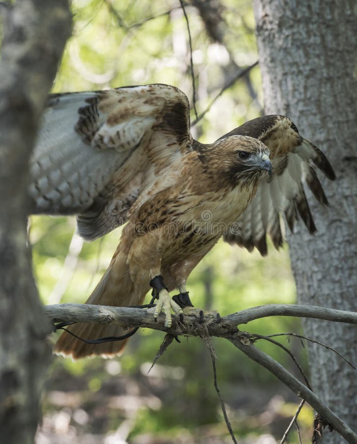 Red-tailed Hawk With Beautiful Plumage Stock Photo - Image of stalk ...