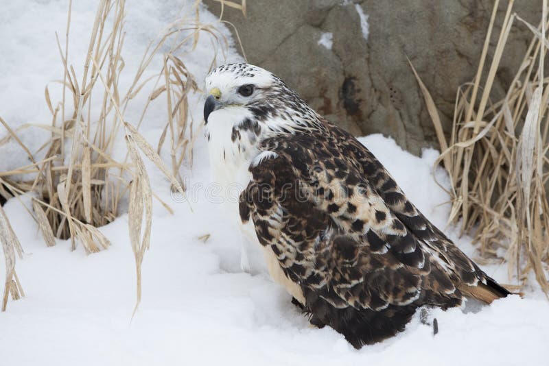 Red Tailed hawk in snow stock image. Image of hawk, fresh - 36667847