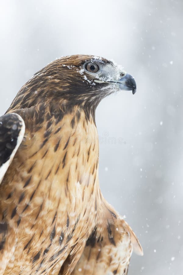 Red Tailed Hawk in the Snow Stock Photo - Image of prey, asio: 88163494