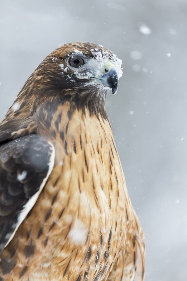 Red Tailed Hawk in the Snow Stock Photo - Image of ornithology ...