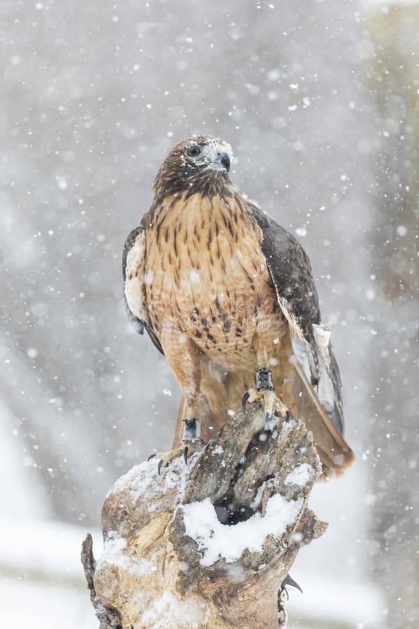Red Tailed Hawk in the Snow Stock Photo - Image of portrait, nature ...