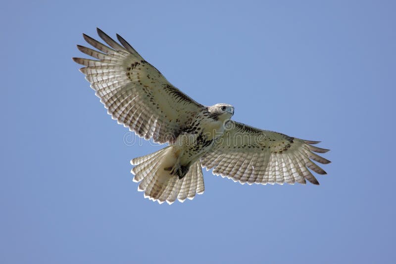 Red Tail Hawk stock image. Image of bird, birds, flying - 5160317