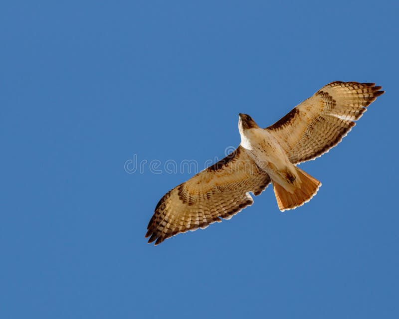 Hawk Soaring stock photo. Image of swift, blue, wingspan - 8669428