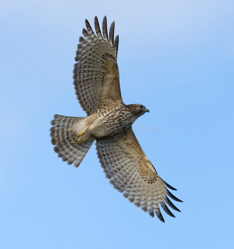 Red Tailed Hawk Soaring in Blue Sky Stock Photo - Image of eagle, beak ...