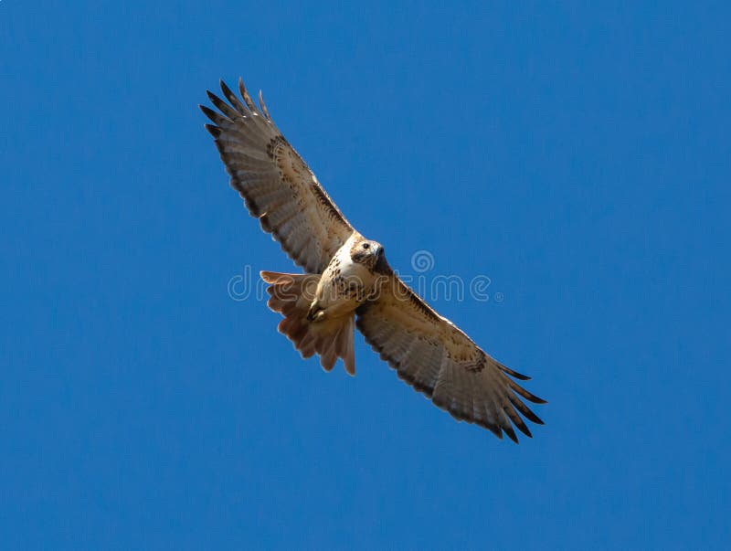 Red-Tailed Hawk Soaring in Clear Blue Sky Stock Image - Image of ...
