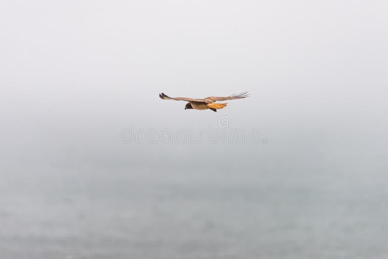Red-tailed Hawk Soaring in Front of the Pacific Ocean Stock Image ...