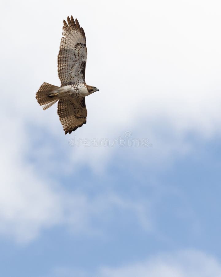 Red-tailed Hawk Soaring through the Sky on a Cloudy Day Stock Image ...