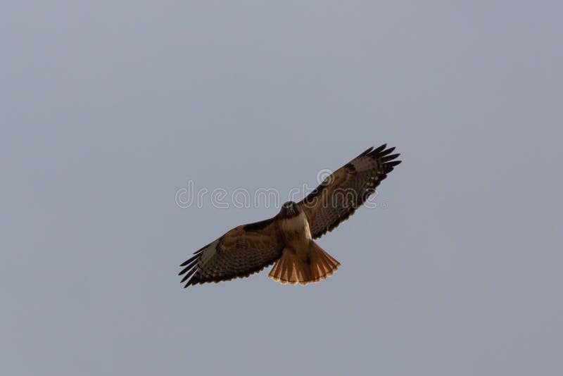 Red Tailed Hawk Looking at the Camera from the Sky Above Stock Image ...