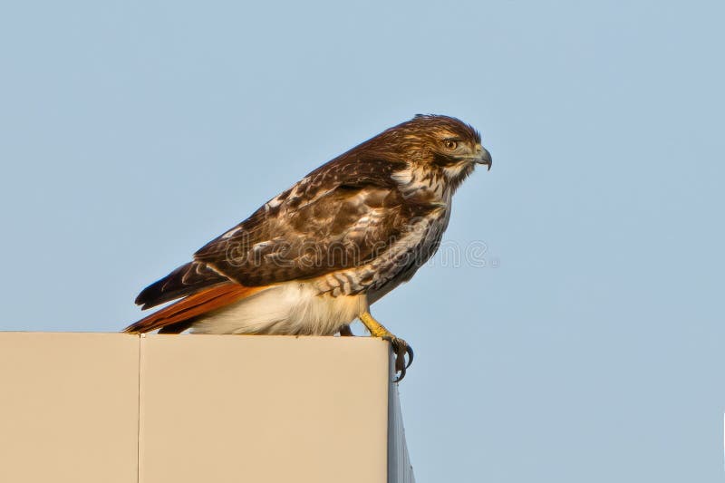 Red-tailed Hawk Standing on a Building Stock Image - Image of nature ...