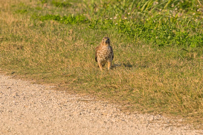Red Tailed Hawk Standing in the Grass Stock Photo - Image of raptor ...