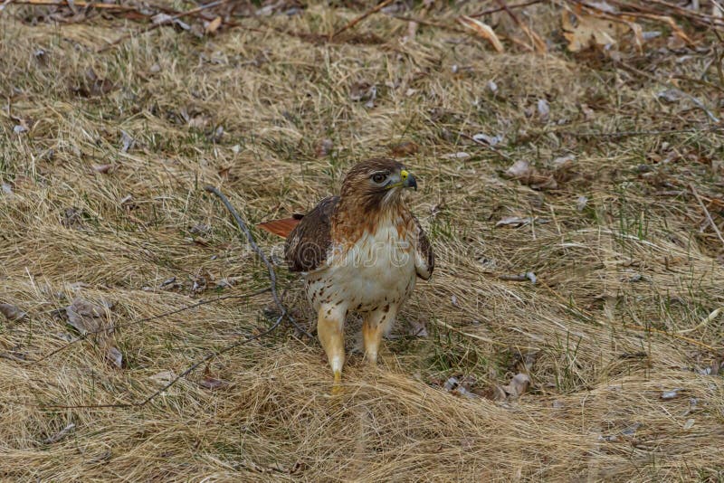 Red-tailed Hawk with a Mouse in Its Talons Stock Photo - Image of hunt ...