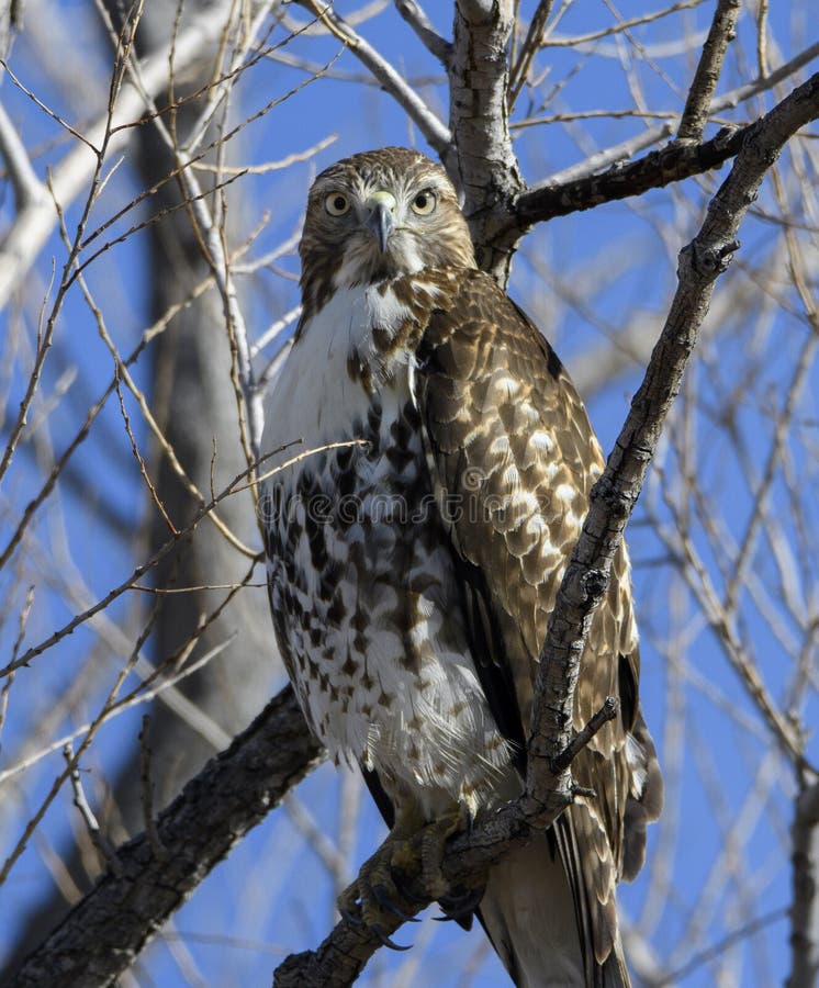 Red tailed hawk stare down stock photo. Image of tail - 166308048