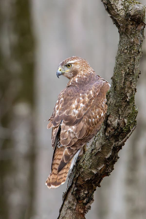 A Red-tailed Hawk Stares Down Its Prey Stock Image - Image of people ...