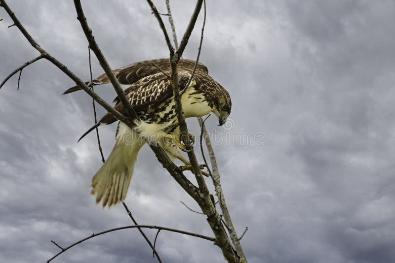 A Red-tailed Hawk Struggles To Blance on a Branch Stock Image - Image ...