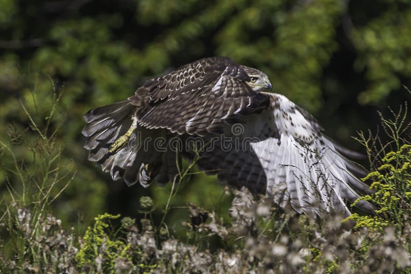 Red Tailed Hawk Swooping Stock Photos - Free & Royalty-Free Stock ...