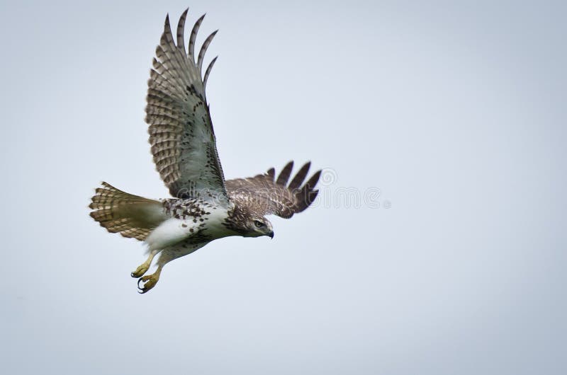 Immature Red Tailed Hawk Taking Off Stock Photo - Image of flying ...