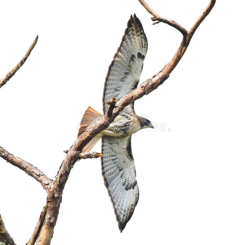 Red Tailed Hawk Flying Towards Camera Stock Image - Image of eagle ...