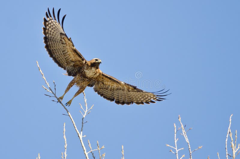 Immature Red Tailed Hawk Taking Off Stock Photo - Image of flying ...