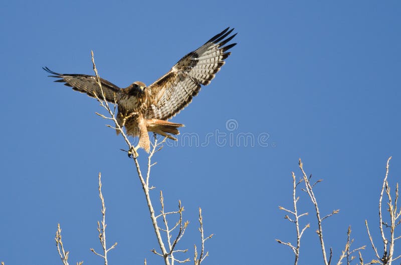 Red-Tailed Hawk Taking Off from the Tree Tops Stock Image - Image of ...