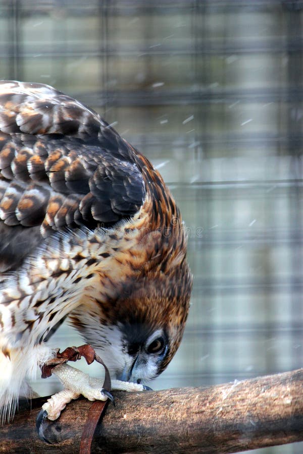Red Tailed Hawk - Side View Stock Photo - Image of forest, hawk: 3385576