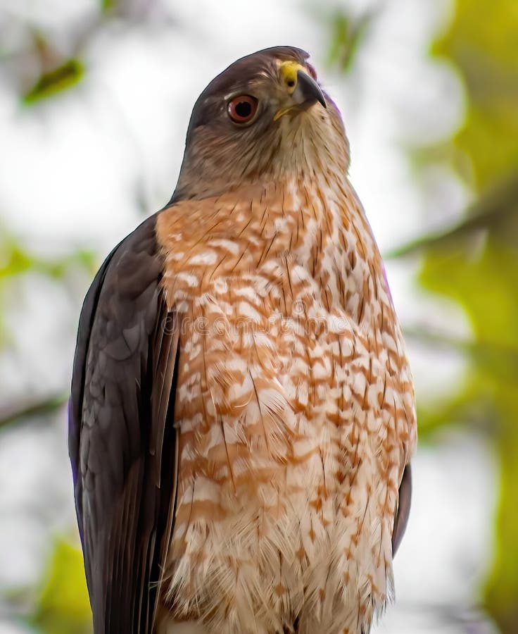Red-tailed Hawk on the Three Stock Photo - Image of three, quail: 186985262