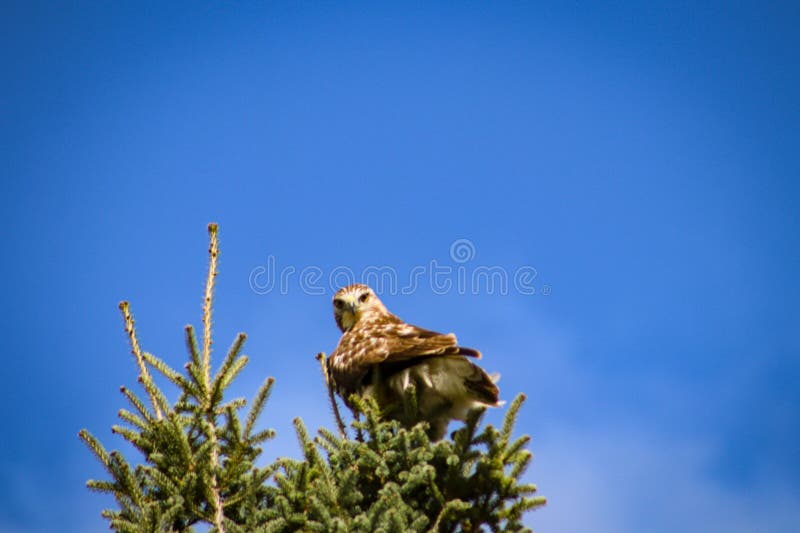 Red-Tailed Hawk on Top of a Pine Tree Stock Image - Image of branch ...