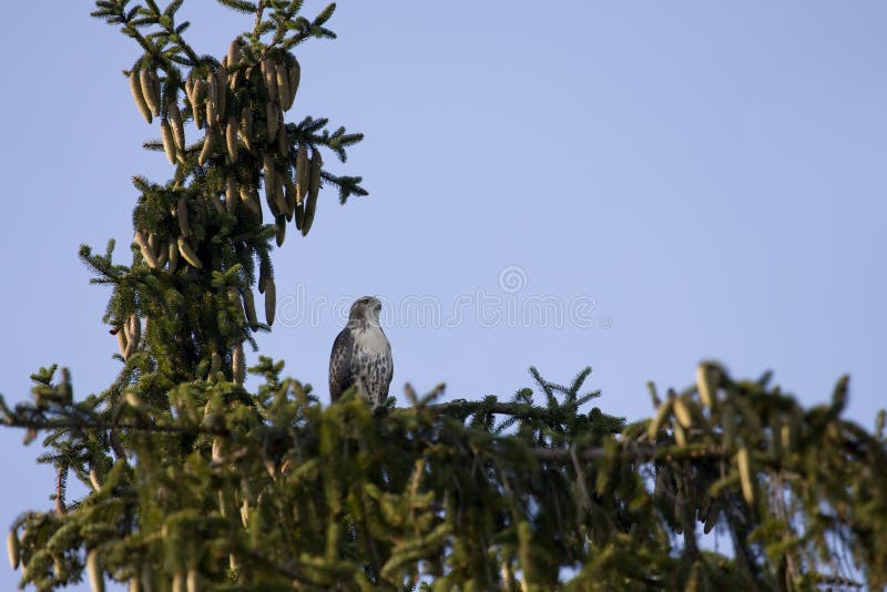 Red Tailed Hawk in Tree stock photo. Image of tailed, evergreen - 5932394