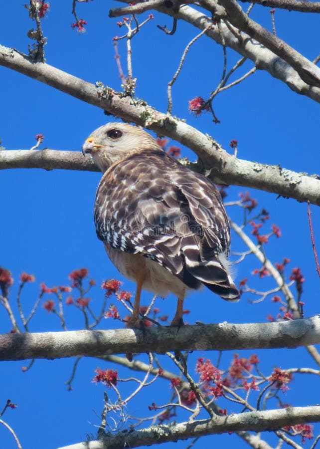 Red Tailed Hawk on Tree Branch, Closeup Stock Image - Image of blue ...