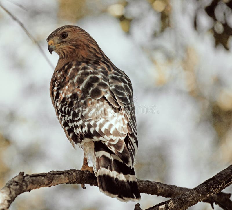 Red Tailed Hawk on Tree Branch Stock Image - Image of keen, north ...